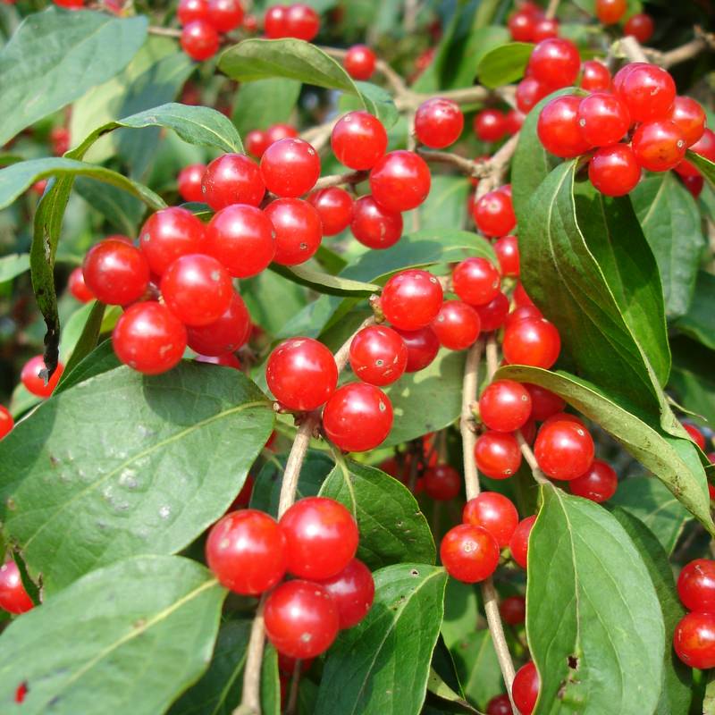 Lonicera maackii